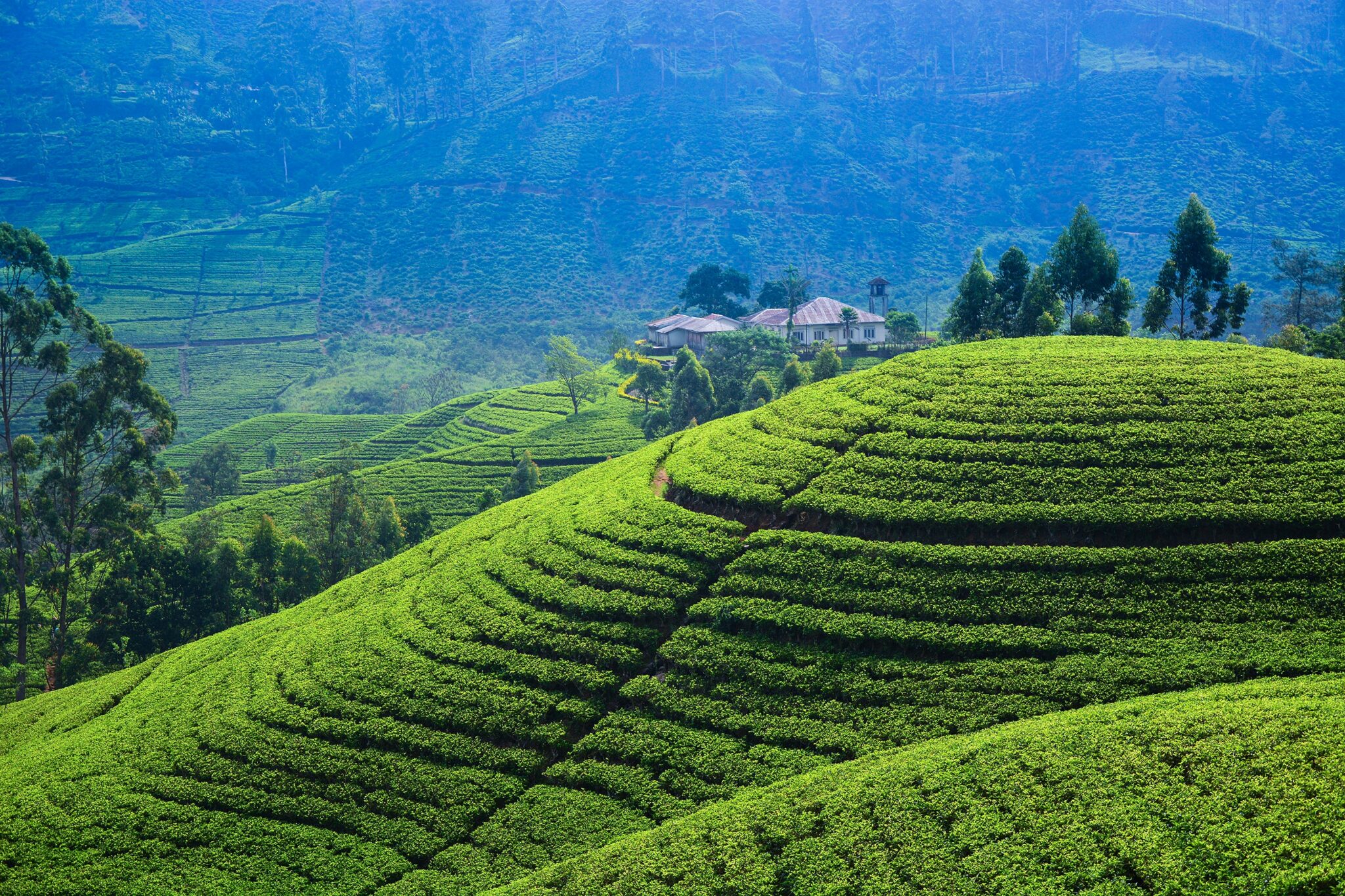 Sri Lankan Tea - Suri Lanka